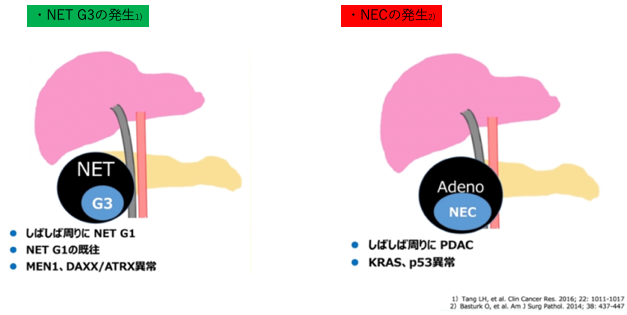 毎年、胃カメラを受けていたのに… » 消化管道場